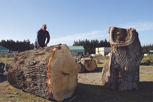 Ideas growing for use of felled Garry oak tree | Whidbey News-Times