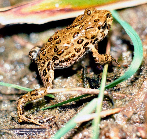 Tracking Toads | How scarce is Whidbey Island’s Western Toad population ...