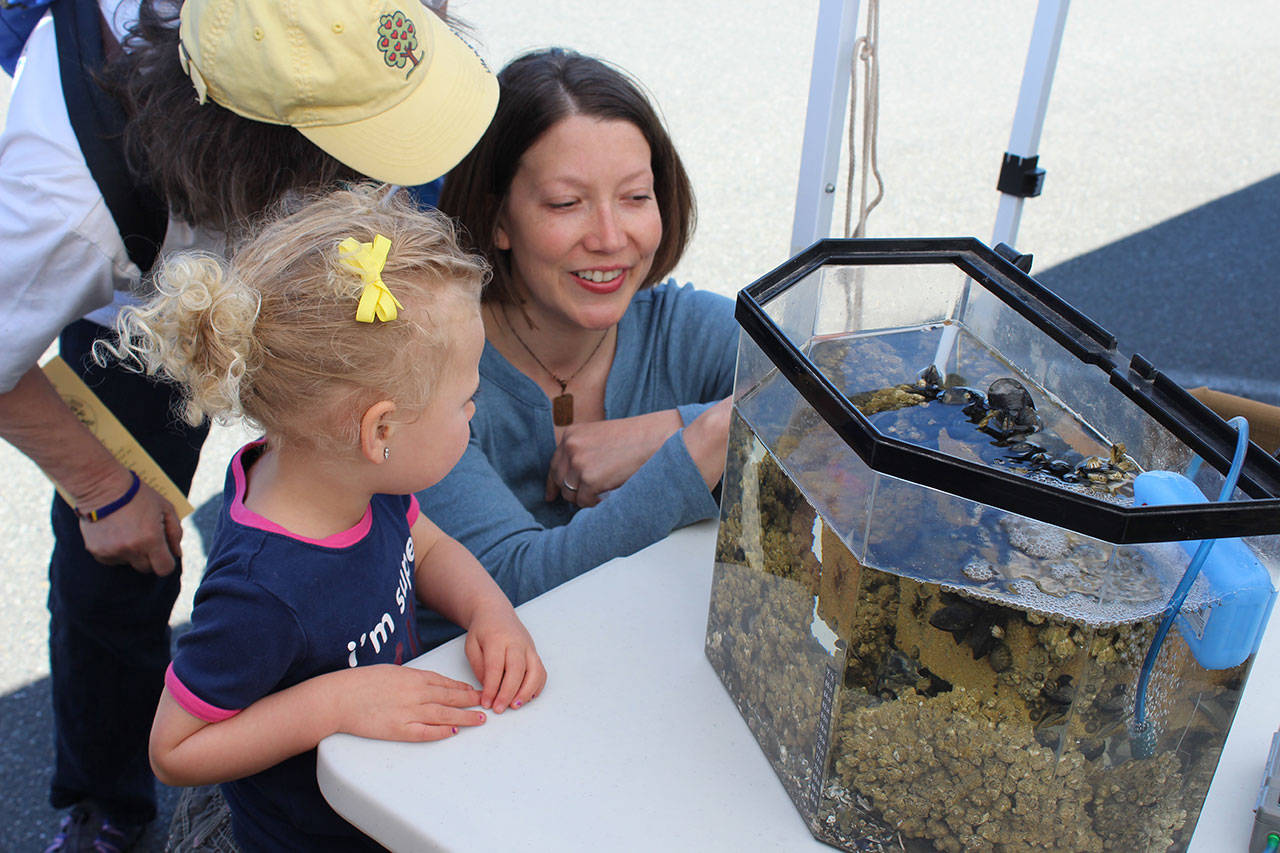 Sun shines on Coupeville’s canoe races and water festival | Whidbey ...