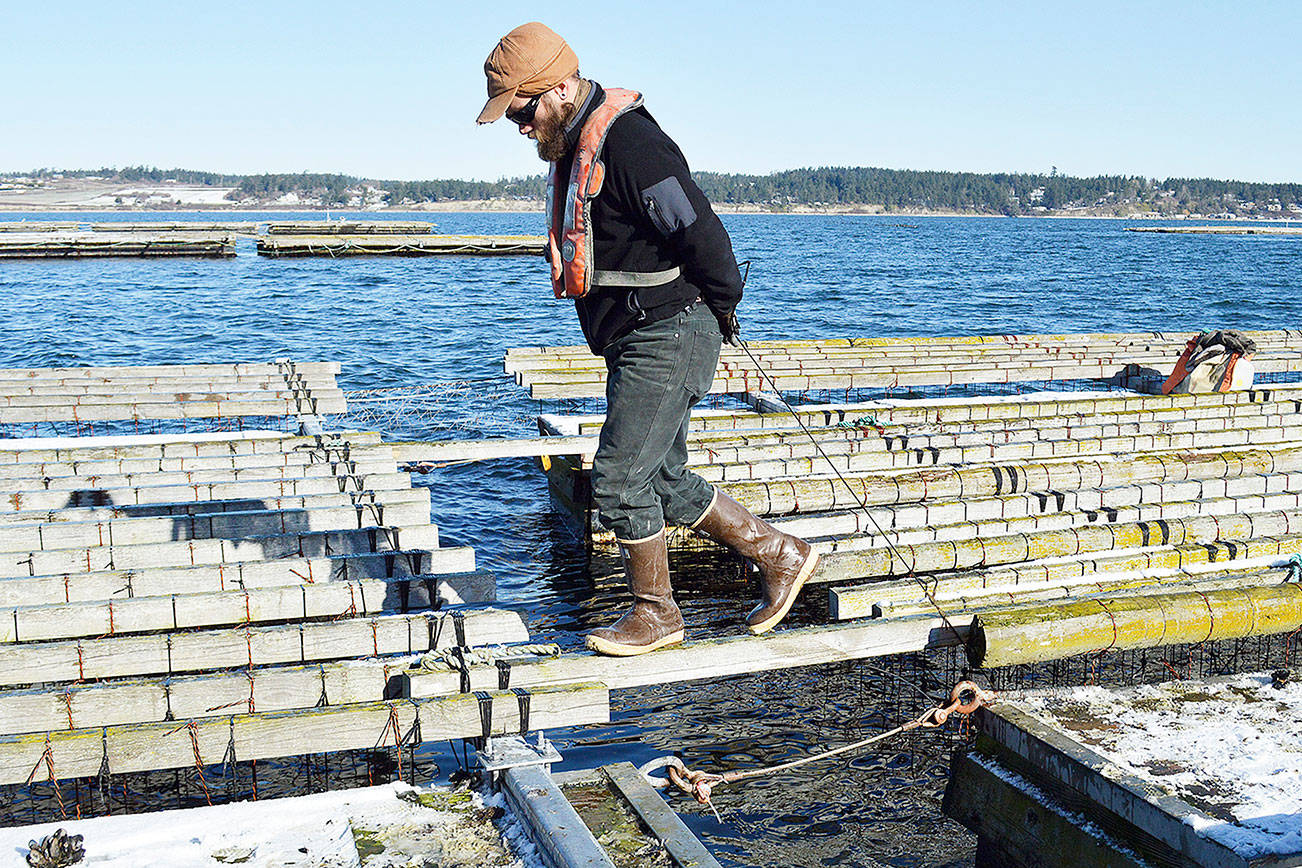 MusselFest harvests tastes and tourism | Whidbey News-Times