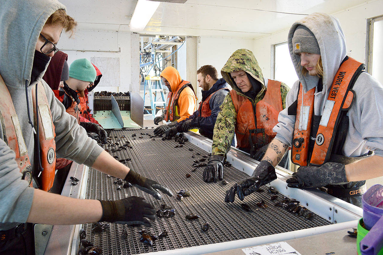 MusselFest harvests tastes and tourism | Whidbey News-Times