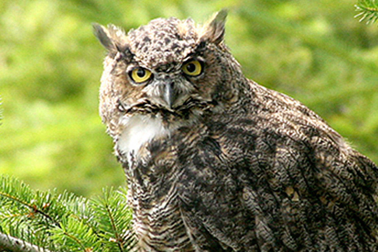 Land trust launches its 6th annual photo contest | Whidbey News-Times