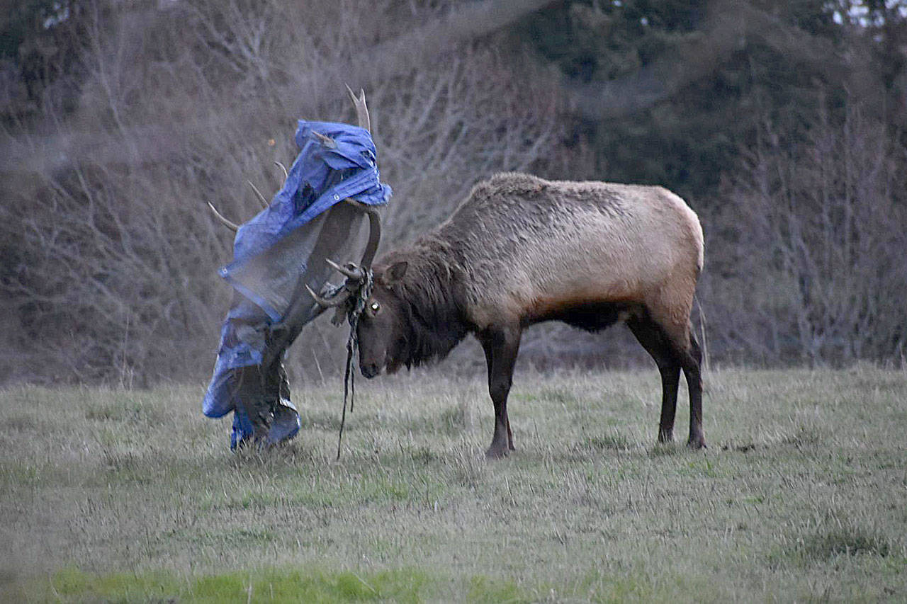 Whidbey’s lonely elk in another tangle | Whidbey News-Times