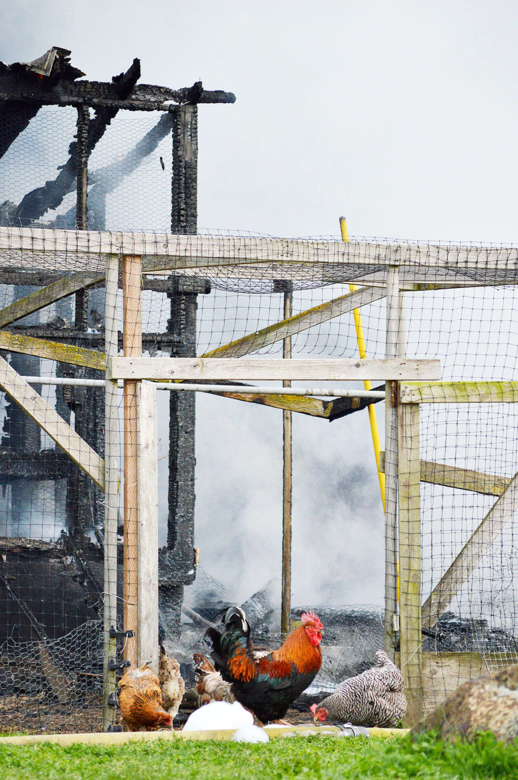 No chickens harmed in coop fire | Whidbey News-Times