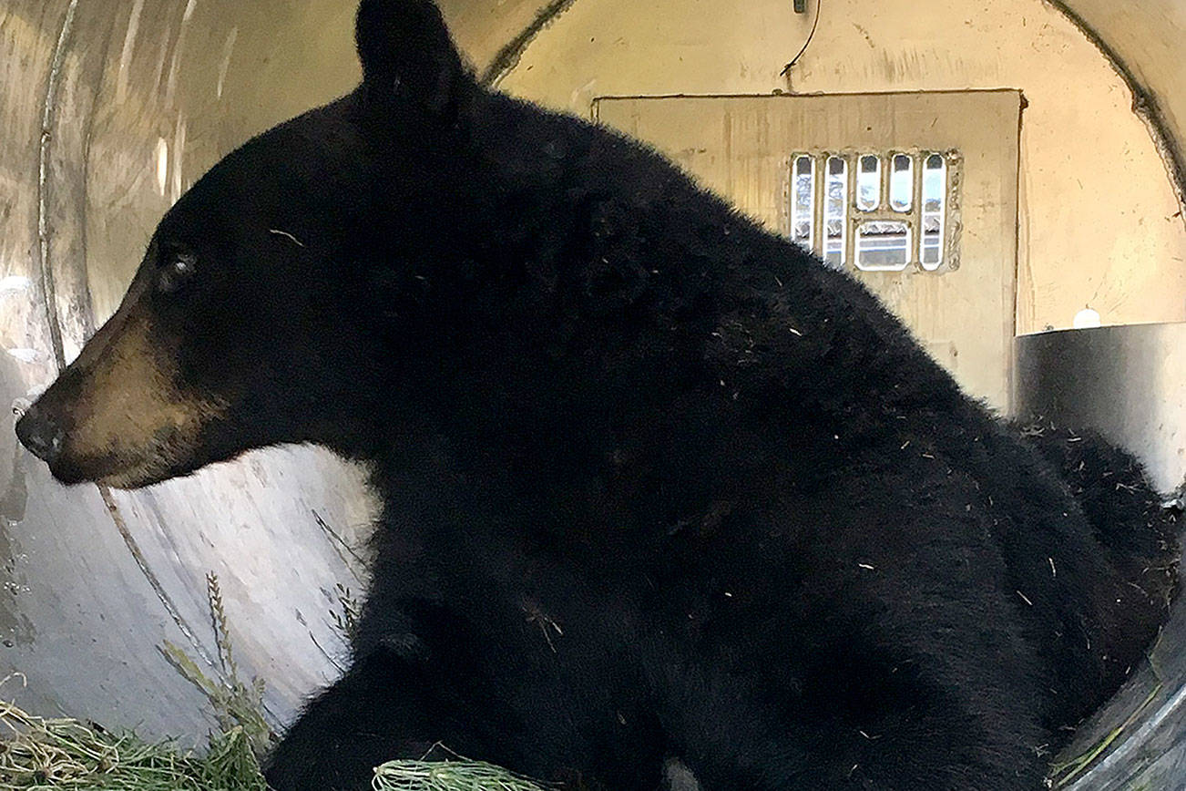 Roaming bear is returned to wild | Whidbey News-Times