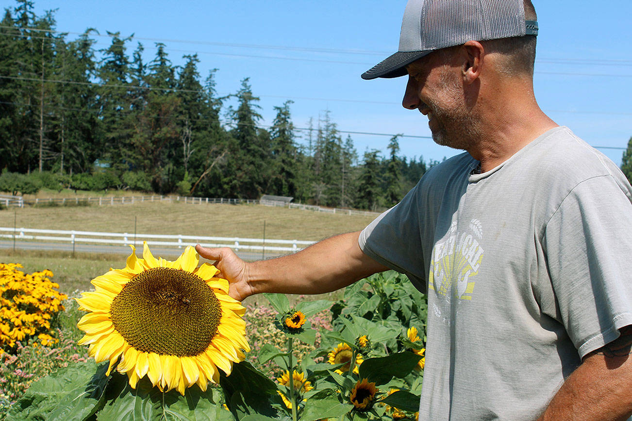 Sunny acres: Farm abloom with late summer bounty | Whidbey News-Times