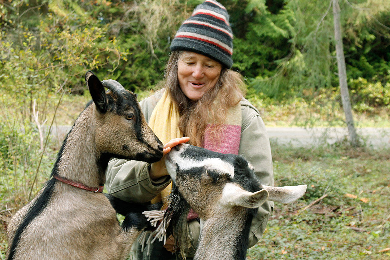 Home for the kids: Whidbey woman takes in two goats deemed lost cause ...