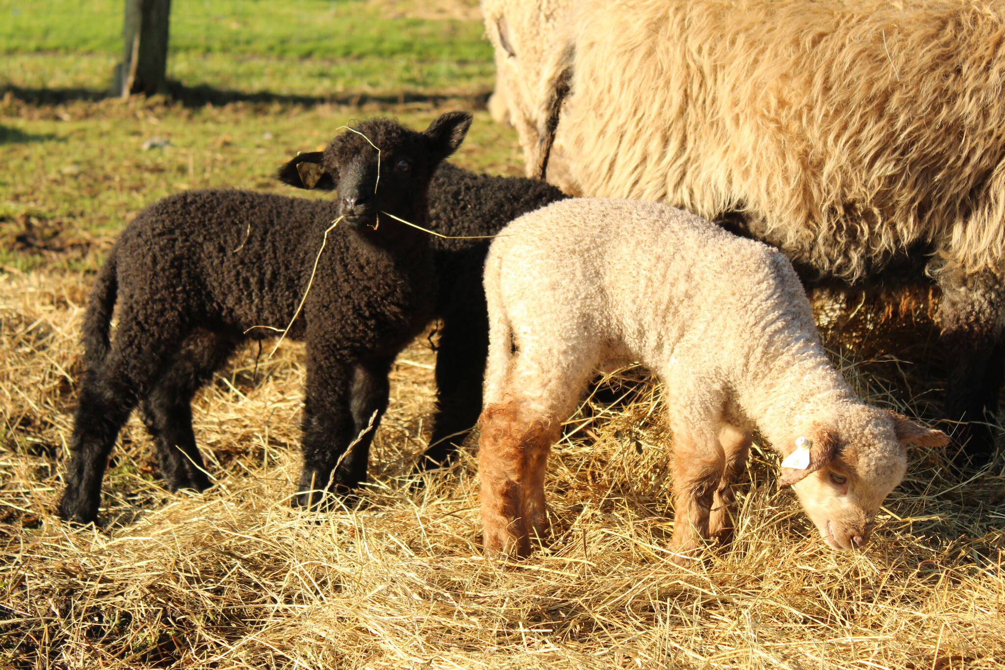 Name that lamb | Whidbey News-Times