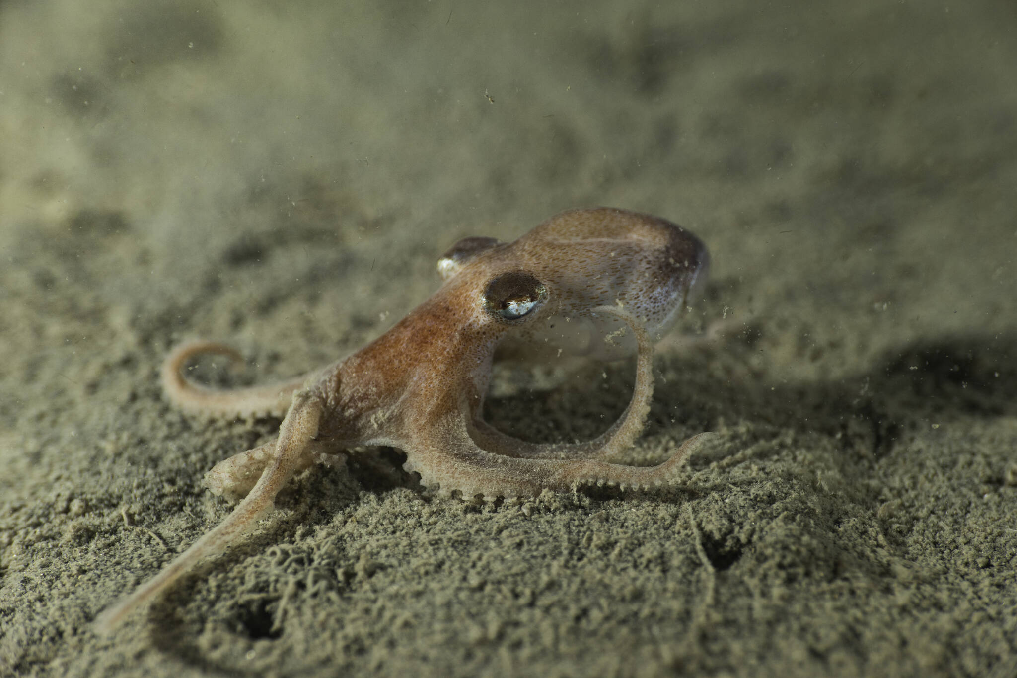 ‘True alien life form’ will be the talk of Sound Waters | Whidbey News ...