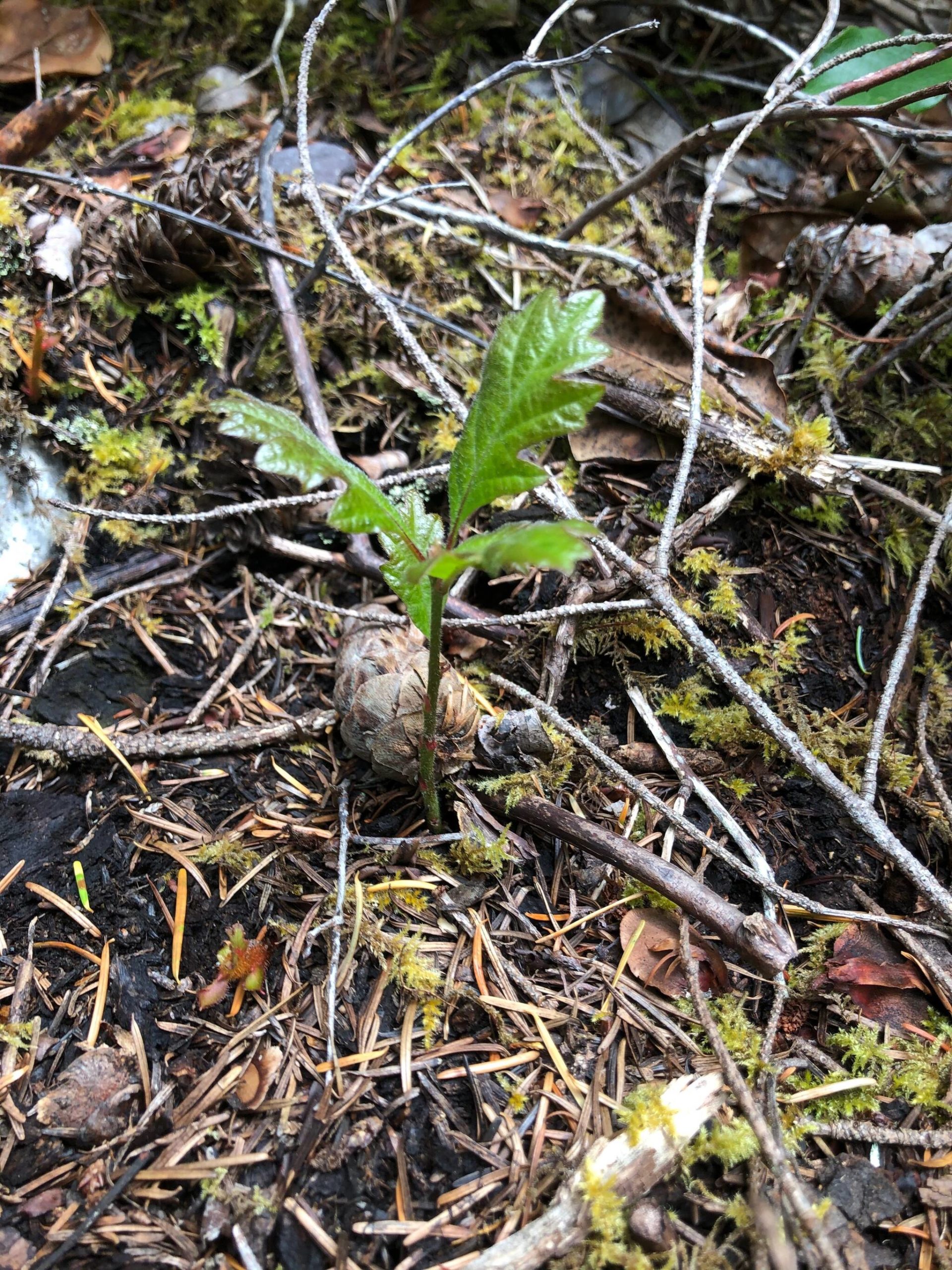 Garry oak group branches out into education | Whidbey News-Times