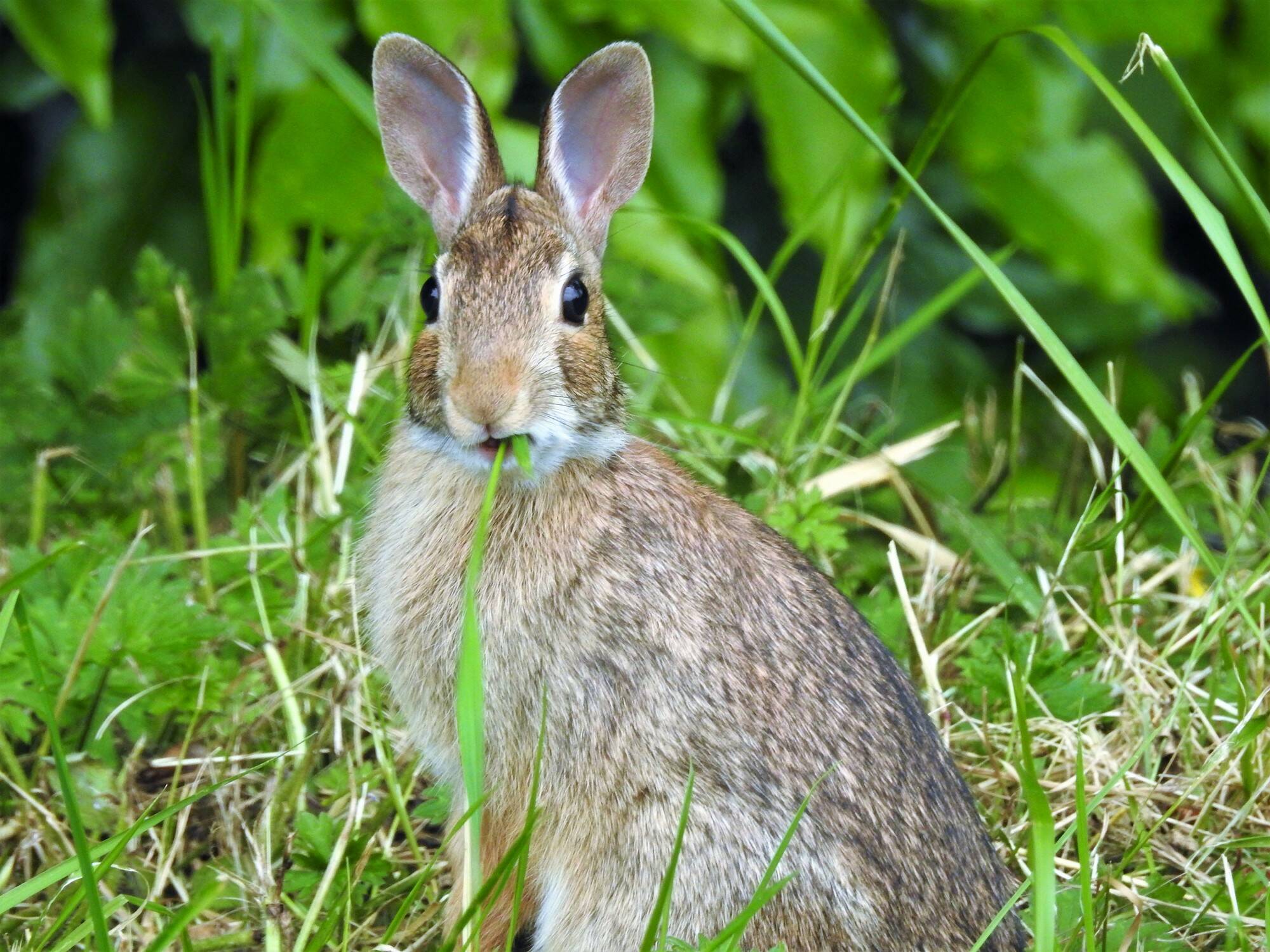 Wild rabbit on Whidbey tests positive for hemorrhagic disease | Whidbey ...