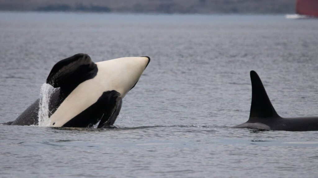 Orcas return to Whidbey waters after absence | Whidbey News-Times
