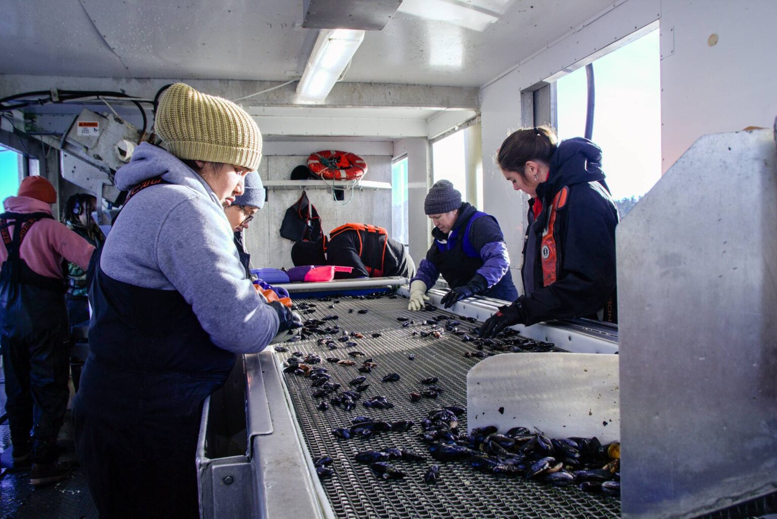 Penn Cove Shellfish offers a different kind of harvest | Whidbey News-Times