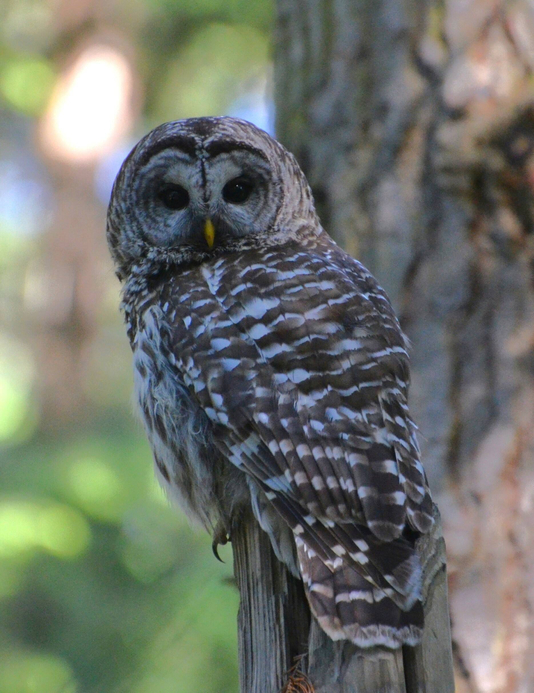 Barred owls may be culled to make way for endangered species | Whidbey News-Times