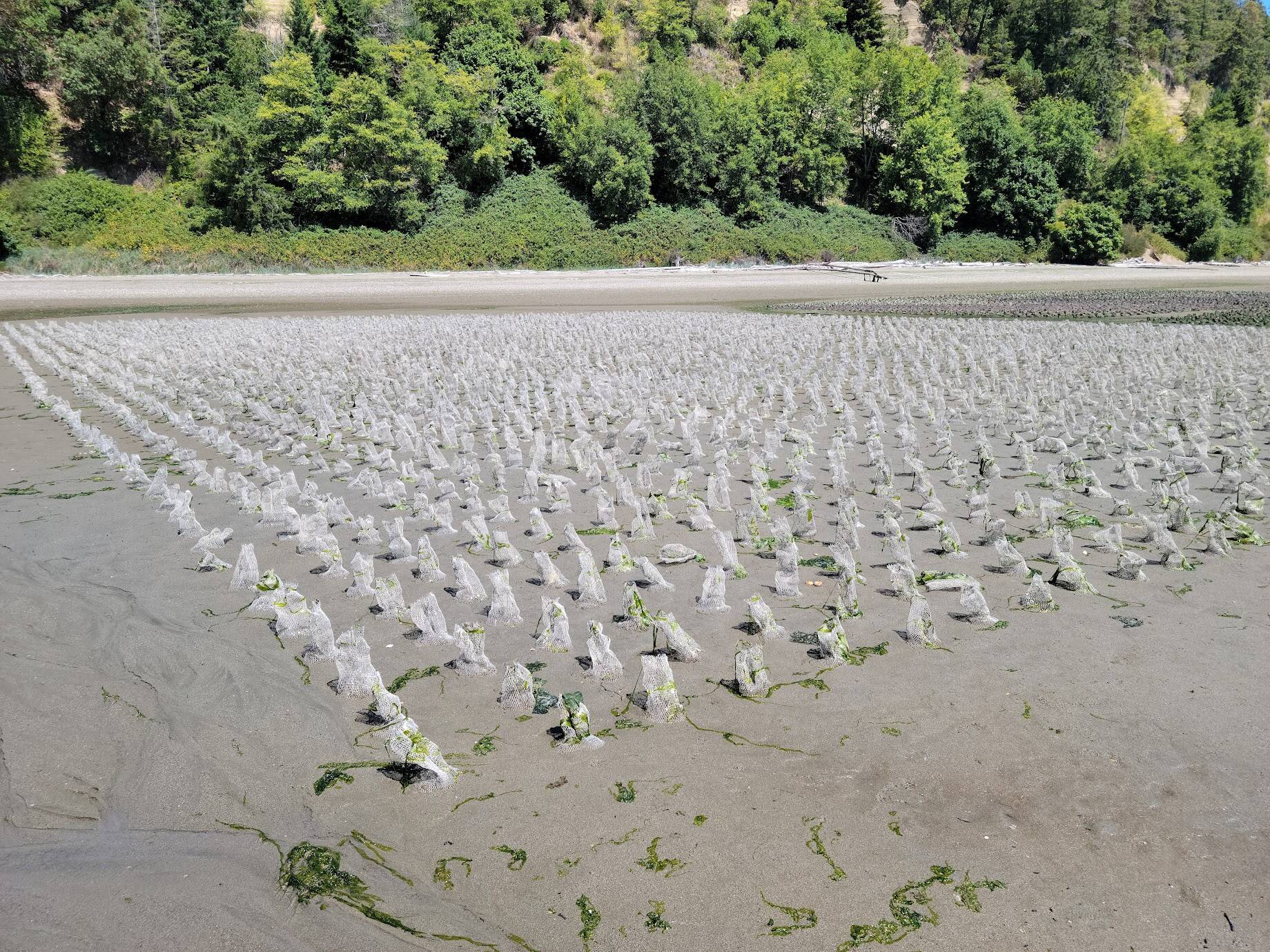 Volunteers collect geoduck tubes from Whidbey beaches | Whidbey News-Times