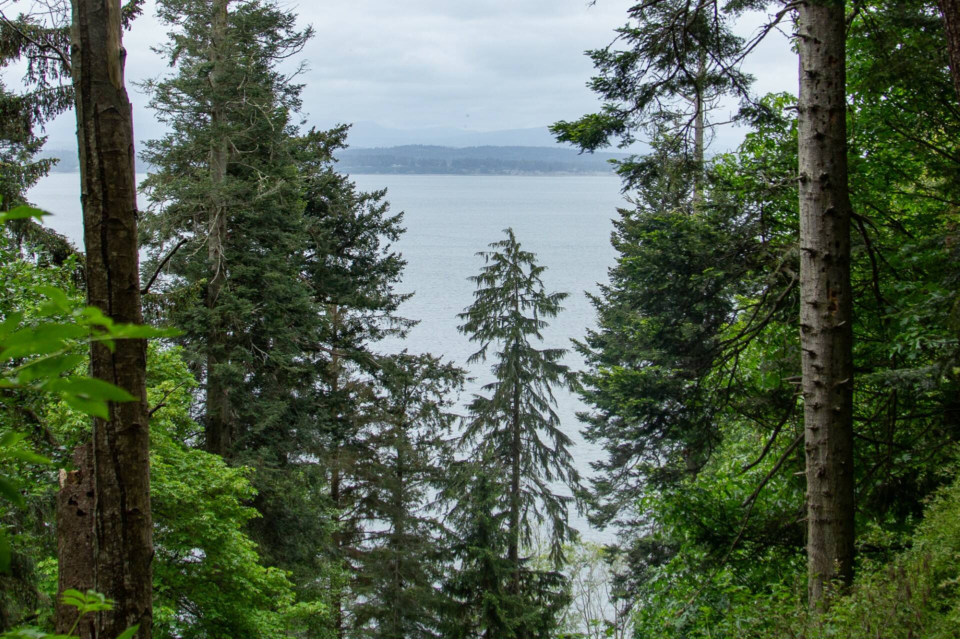 Whidbey’s trees are overall healthy, experts say | Whidbey News-Times