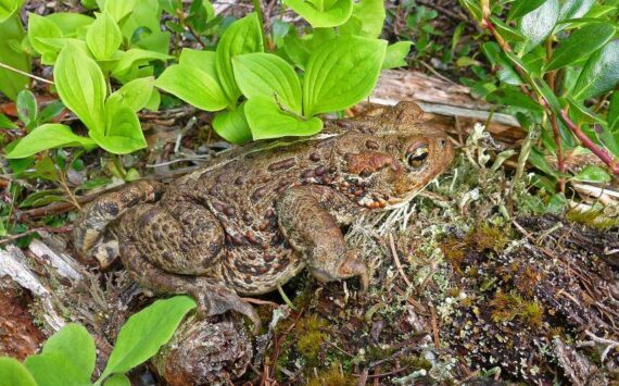 Cat finds home with vet who saved her | Whidbey News-Times