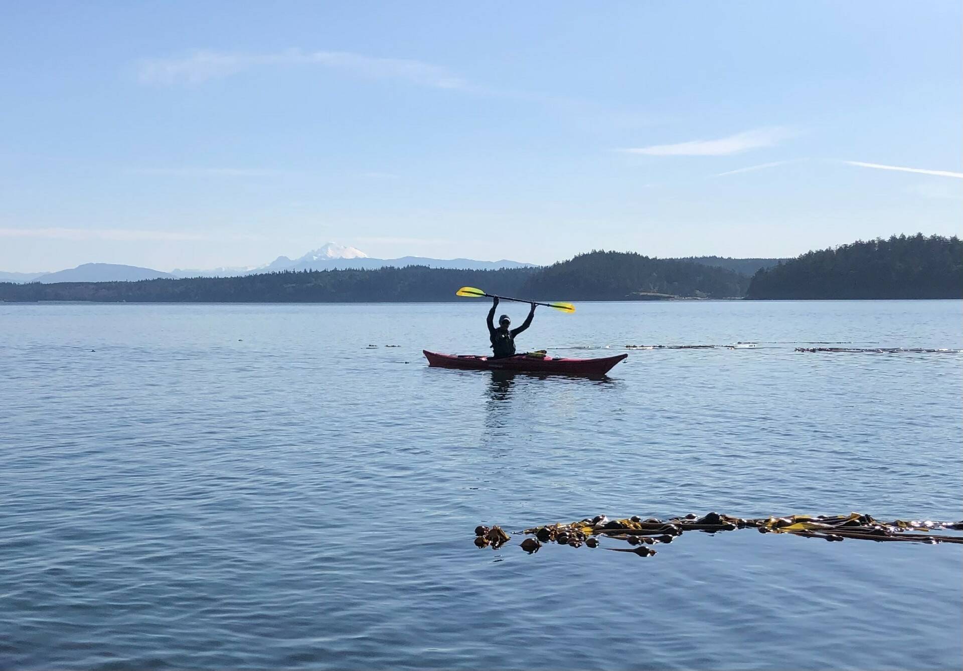 Volunteers monitor bull kelp, a key ‘ecosystem engineer’ | Whidbey News ...