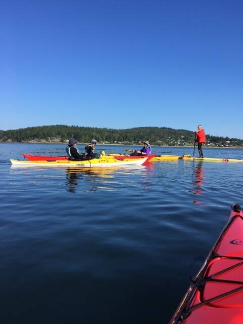 Volunteers monitor bull kelp, a key ‘ecosystem engineer’ | Whidbey News ...