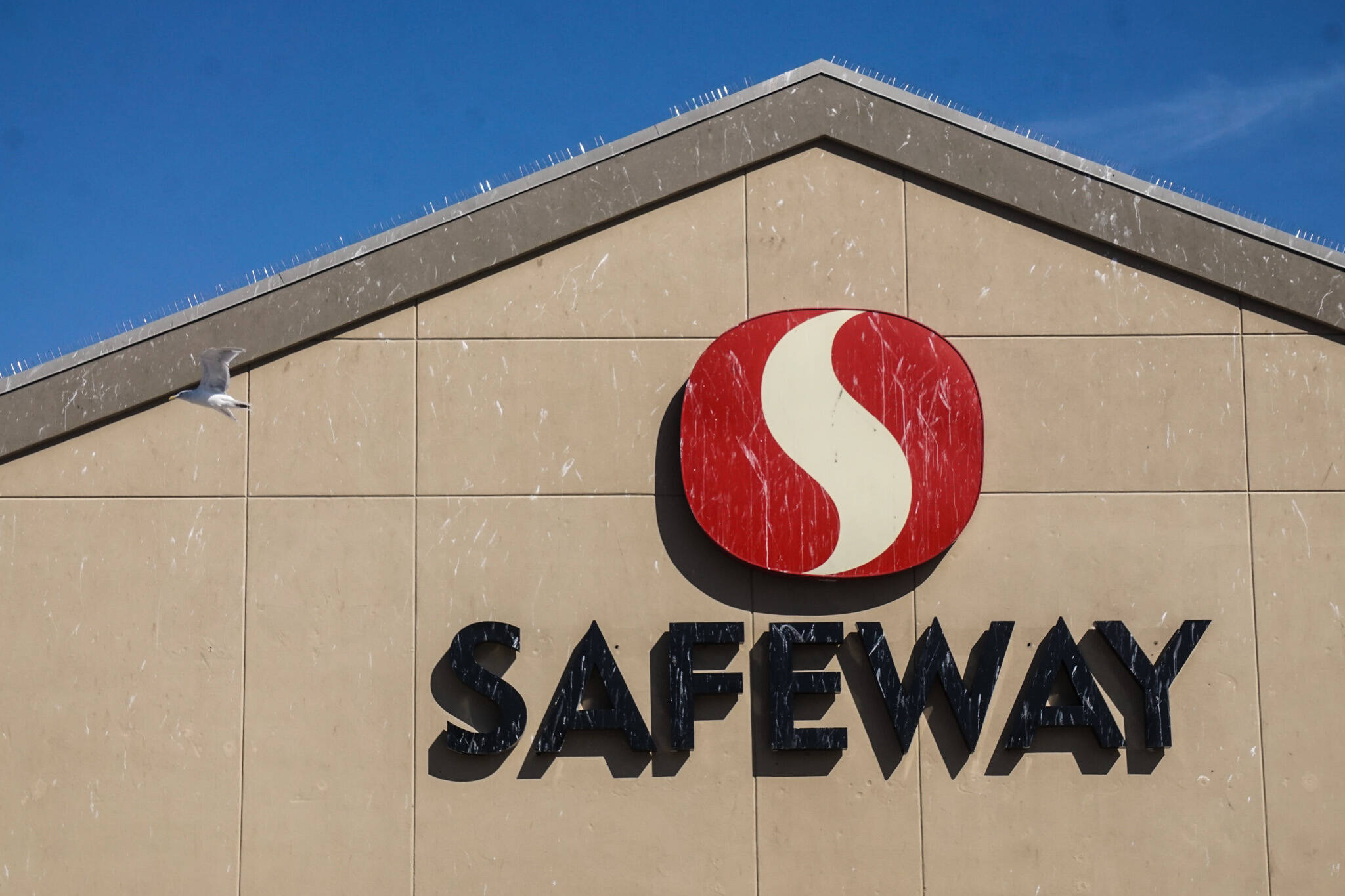 Safeway seagull problem to be resolved within 30 days | Whidbey News-Times