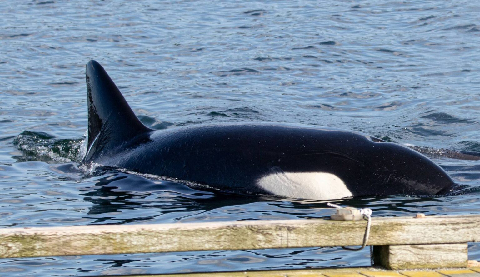 Whidbey’s premiere whale watcher shares love of orcas | Whidbey News-Times