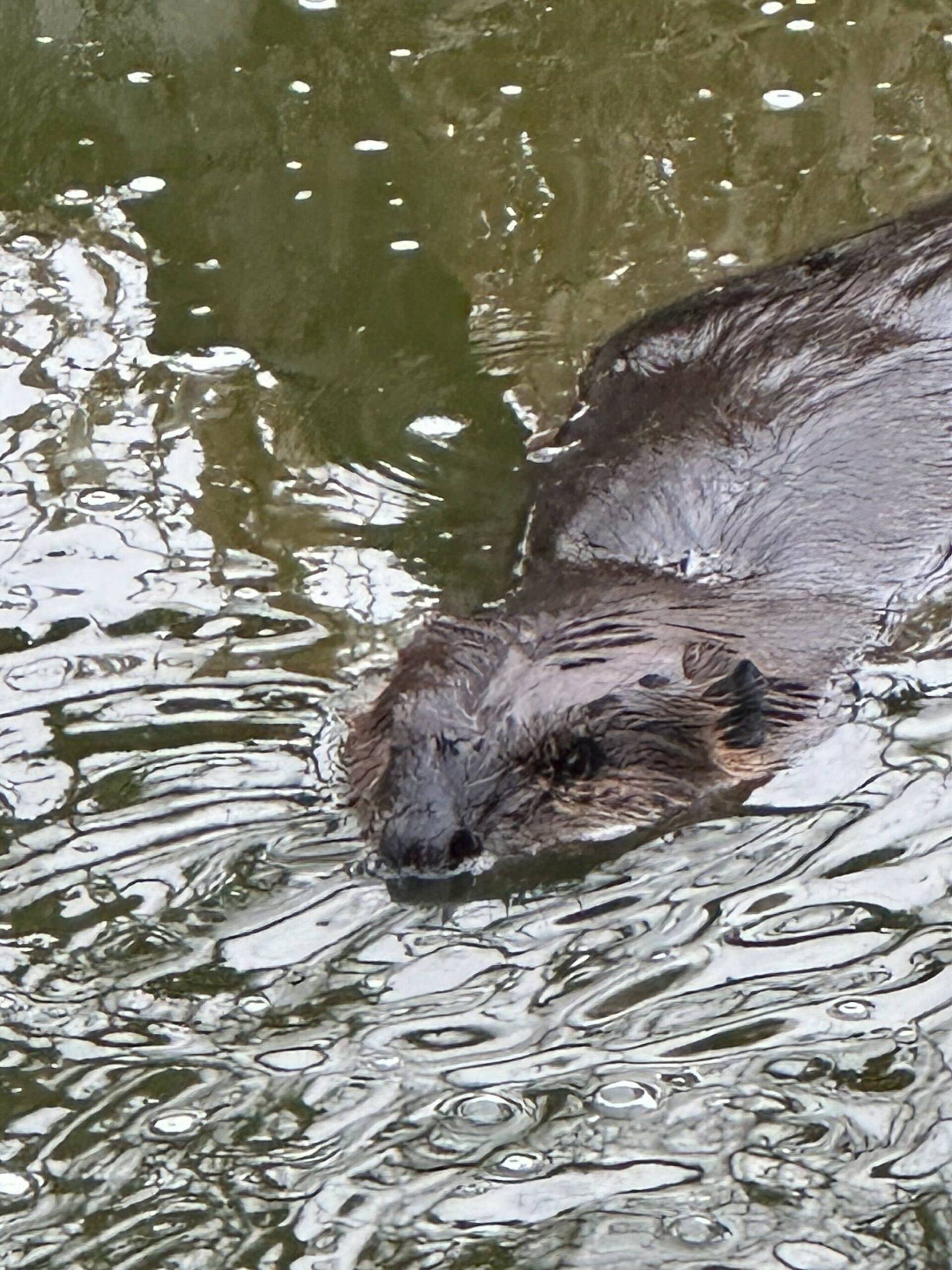 Community mourns Oak Harbor beaver | Whidbey News-Times