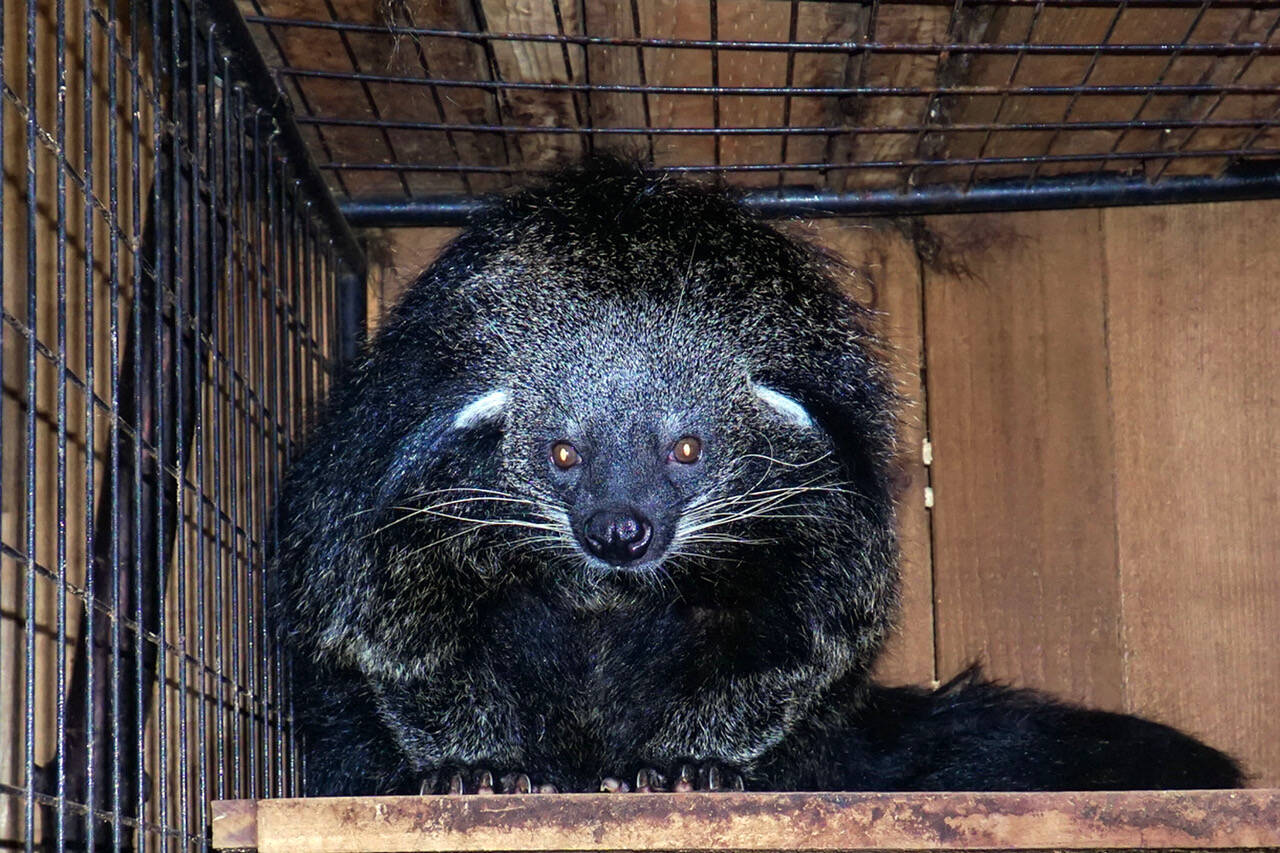 ‘Bearcat’ bite at North Whidbey sanctuary spawns lawsuit | Whidbey News ...