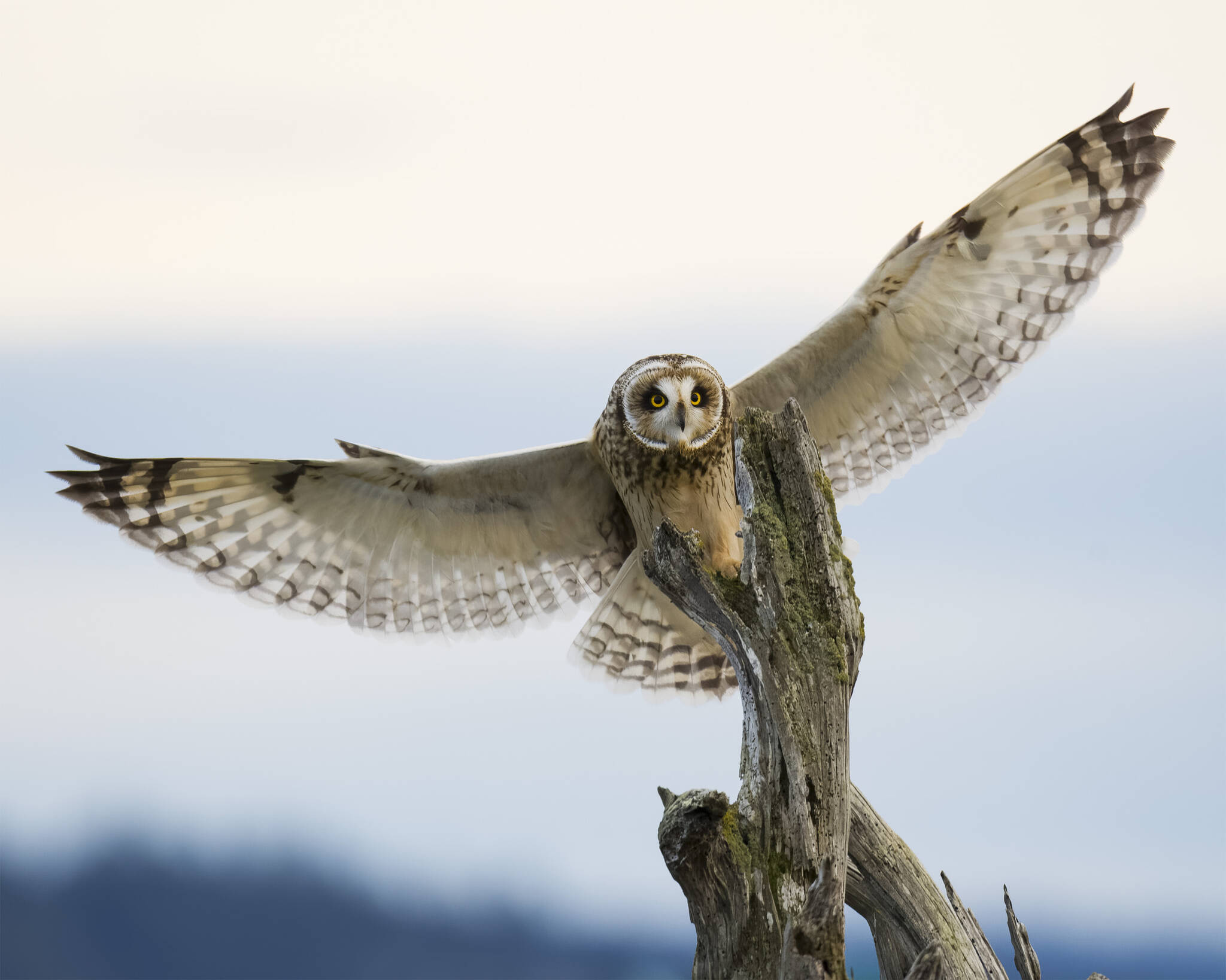 Oak Harbor Library hosts wildlife photography show | Whidbey News-Times