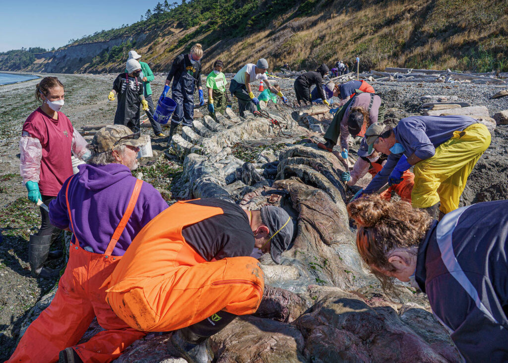 Bones of a behemoth: Volunteers remove skeleton from dead whale ...