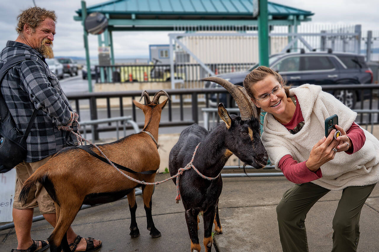 Itinerant goat man attracts fans | Whidbey News-Times