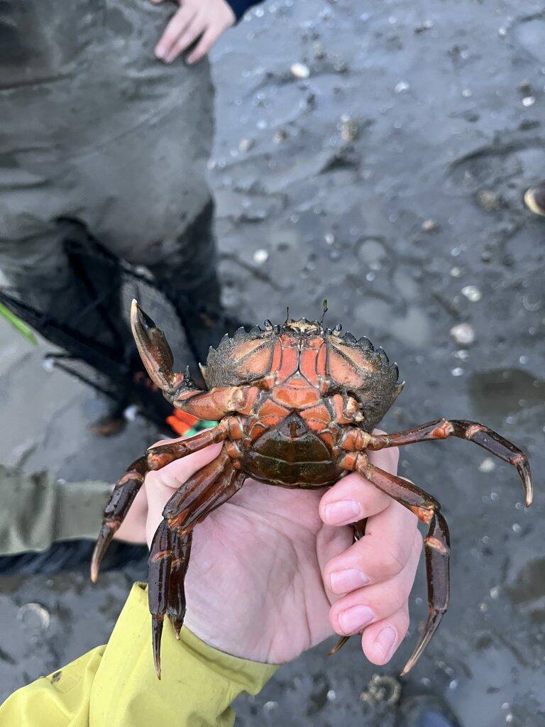 Invasive European green crab found near North Whidbey | Whidbey News-Times