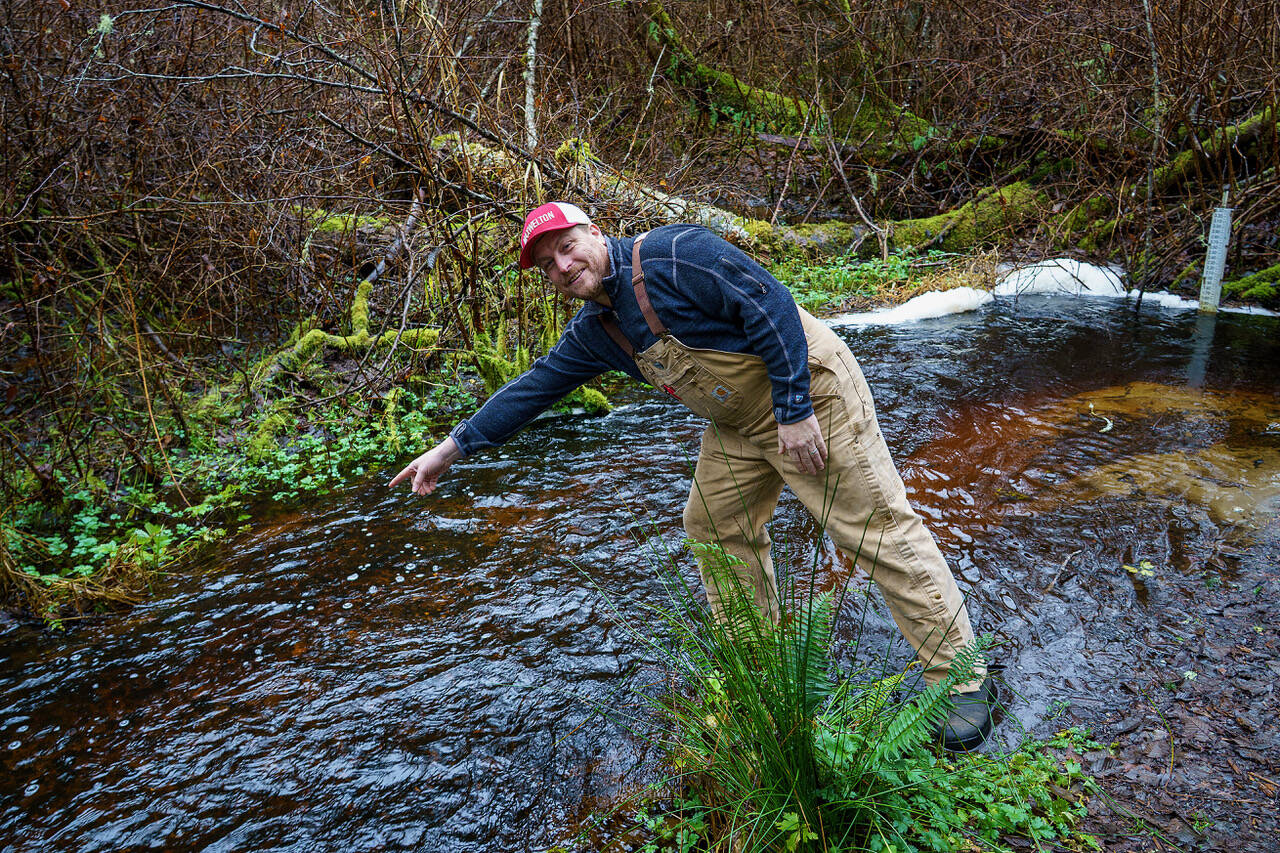 Just keep swimming: Single salmon makes a splash in Maxwelton Creek ...