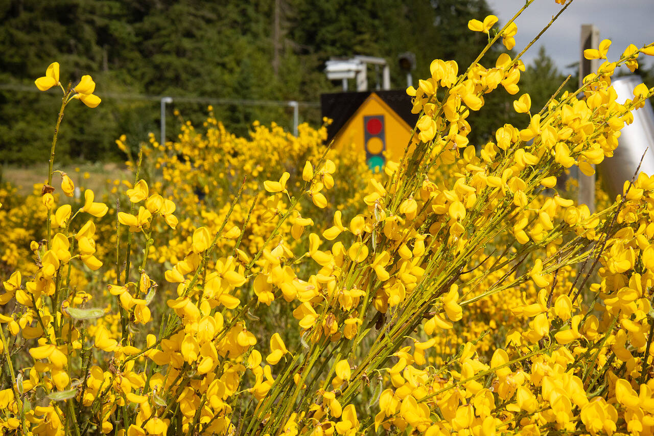 Northern neighbor to help Whidbey conquer a common ‘alien invader ...