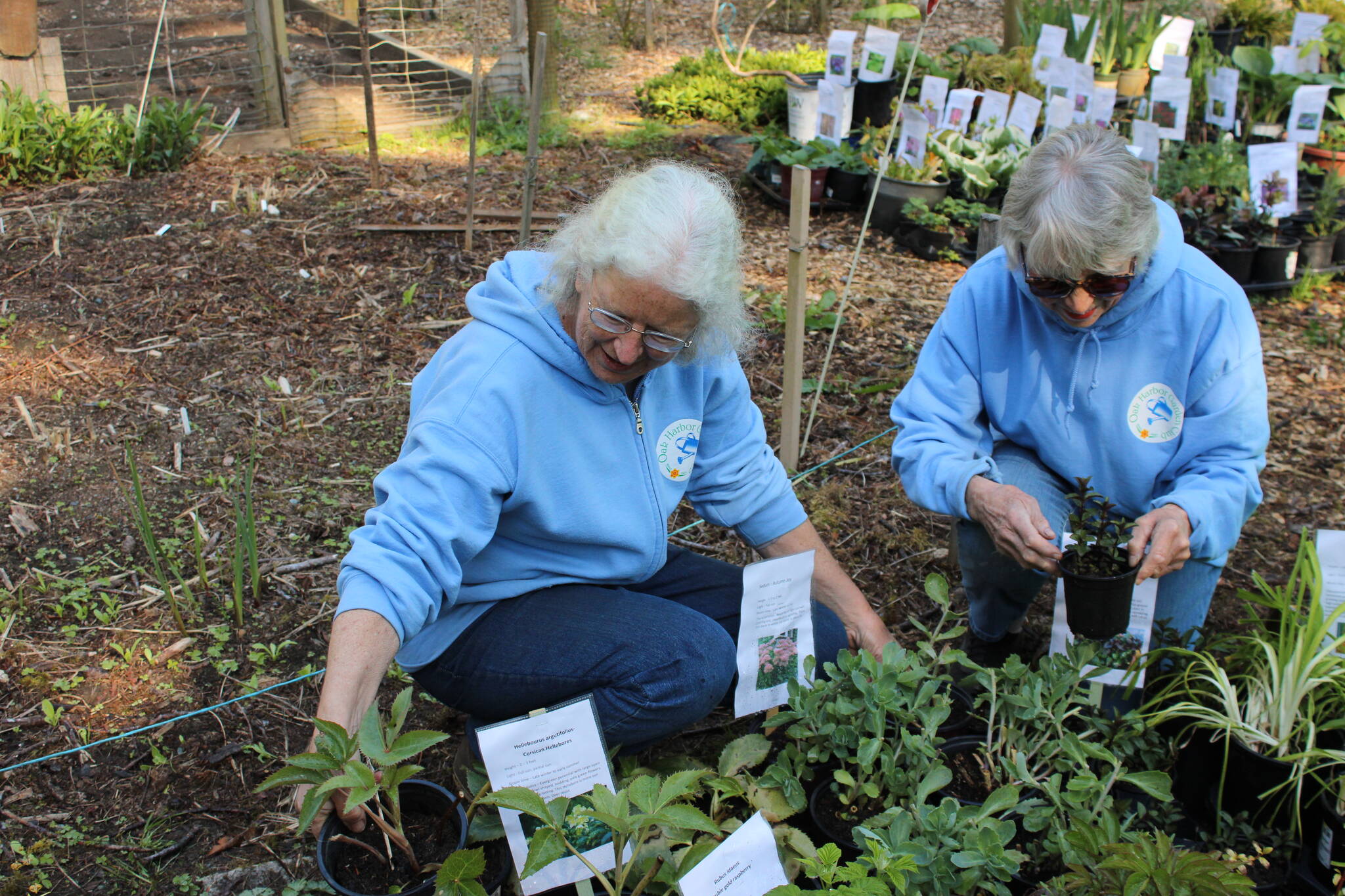 Gardening club plant sale returns | Whidbey News-Times