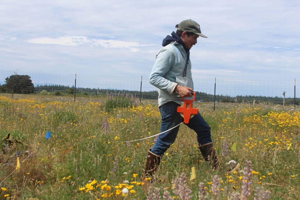 Rare prairie in bloom, future in question | Whidbey News-Times