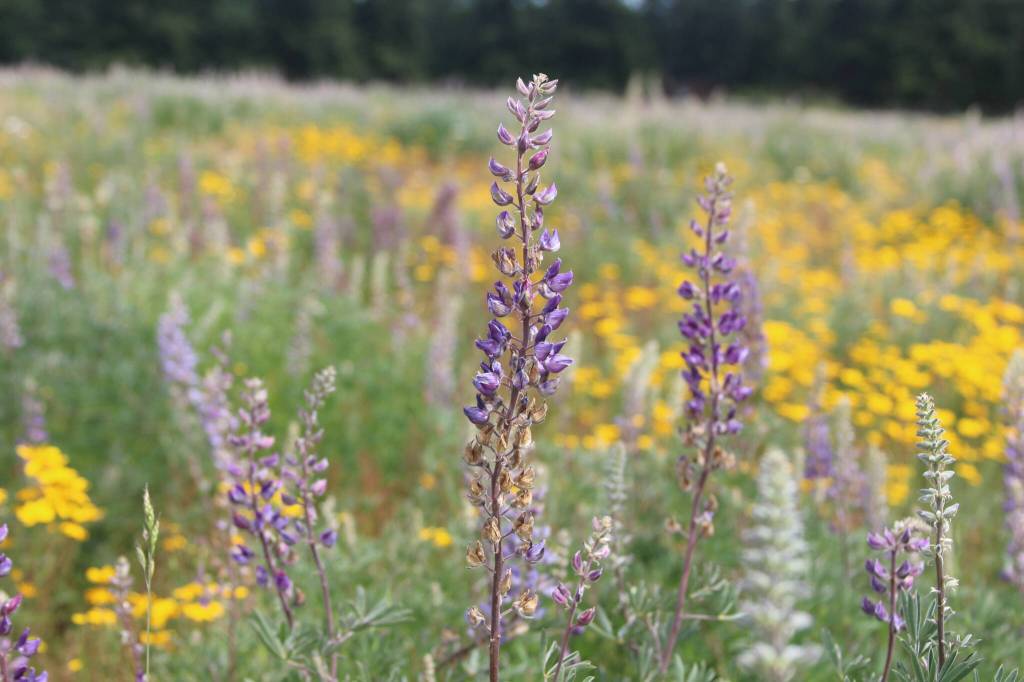 Rare prairie in bloom, future in question | Whidbey News-Times
