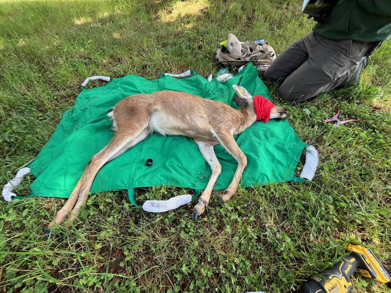Wildlife officers remove PVC pipe from deer | Whidbey News-Times